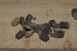 Chalkbrood Disease and Sacbrood Virus - Backyard Beekeeping